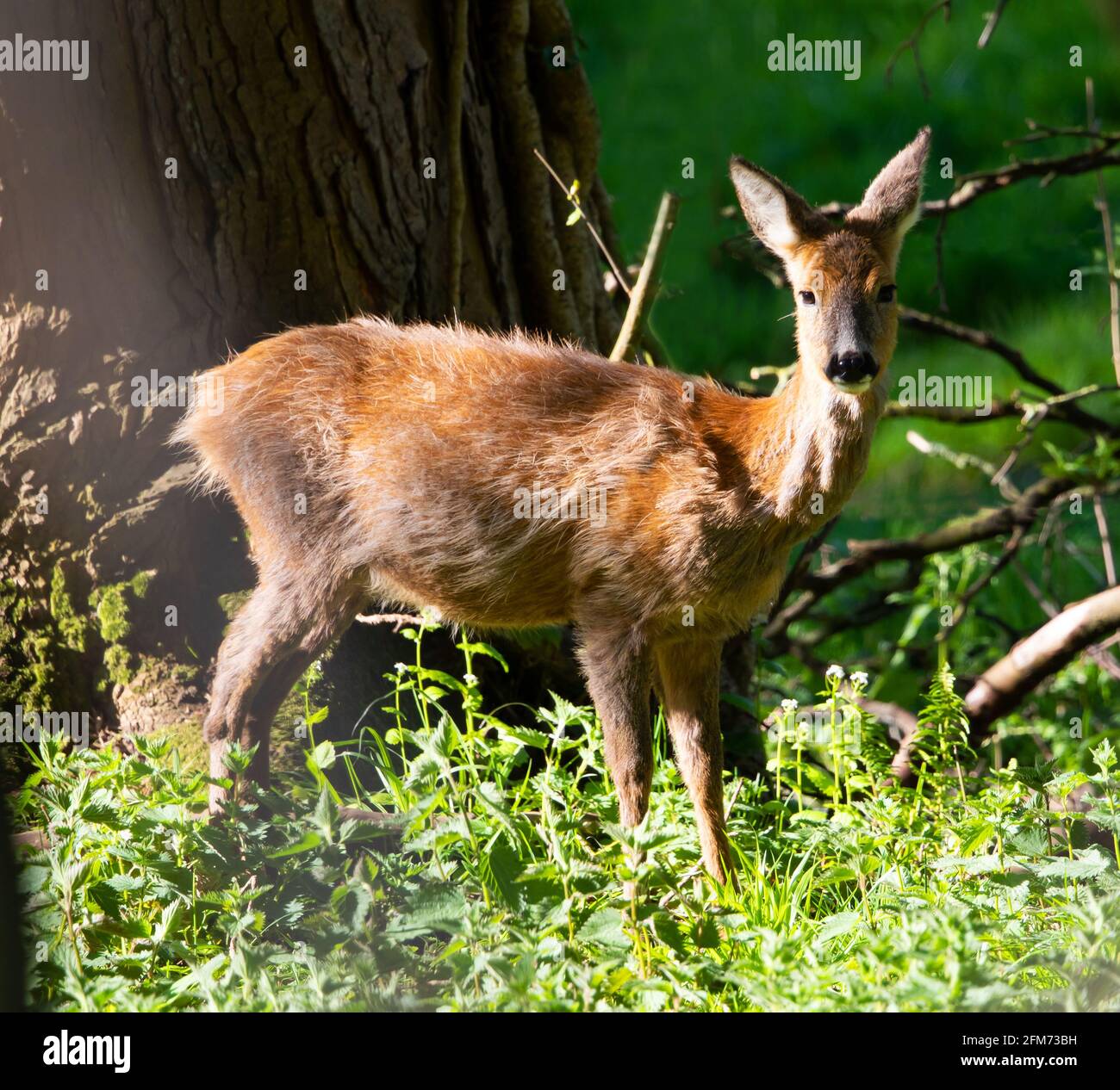 Woodland scene with deer hi-res stock photography and images - Alamy