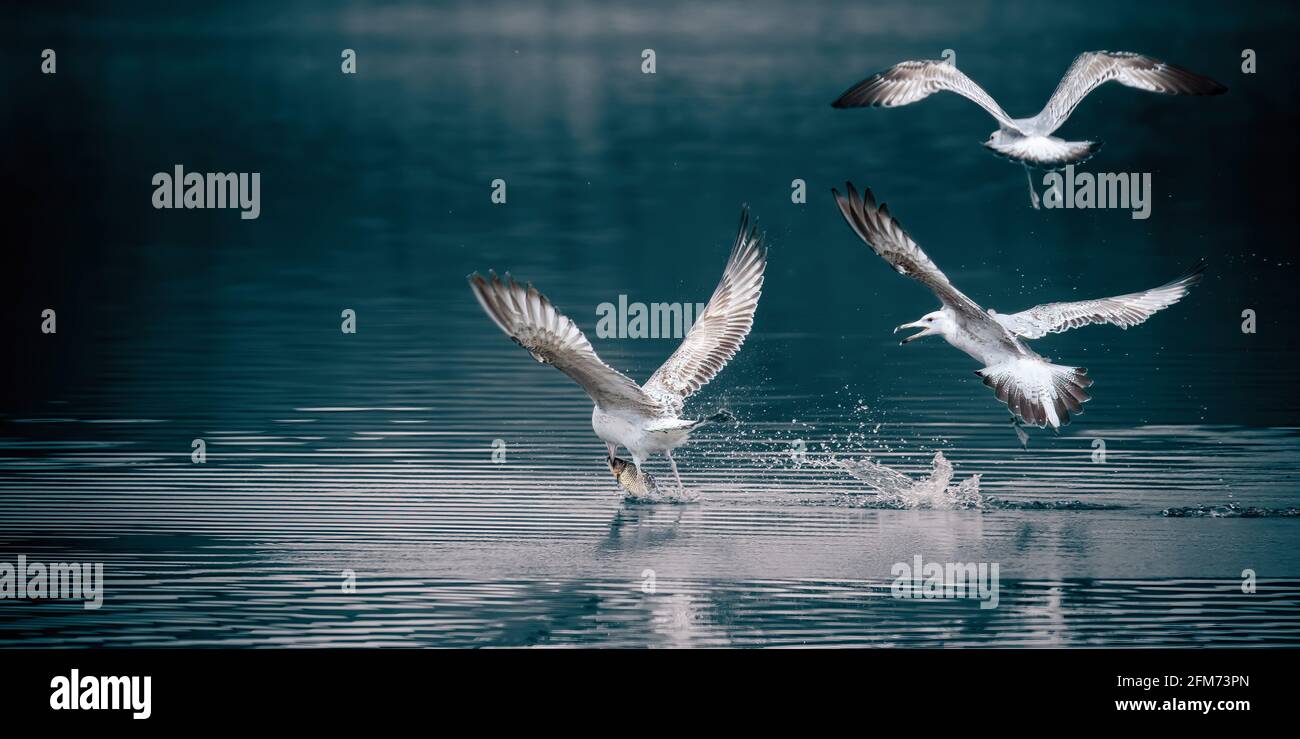 Wildlife background of seagull hunting on a pond, flies over the water ...