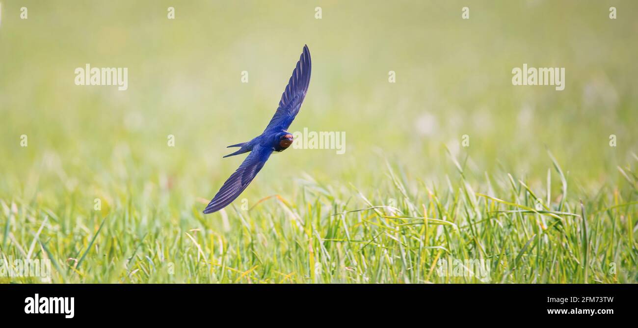 Barn swallow Hirundo rustica in flight hunting over the lake, the best ...