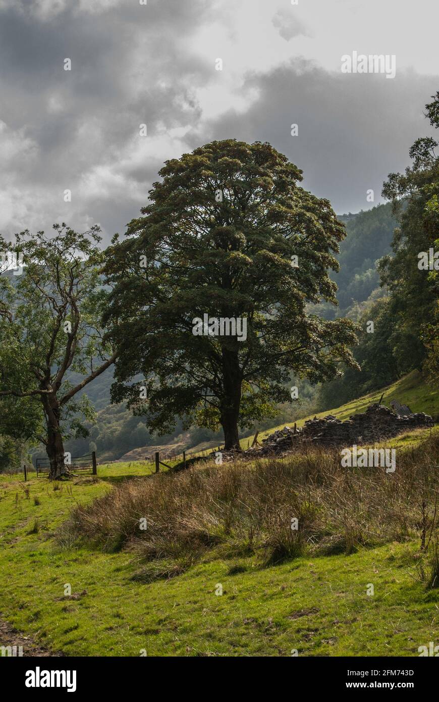 Welsh tree hi-res stock photography and images - Alamy