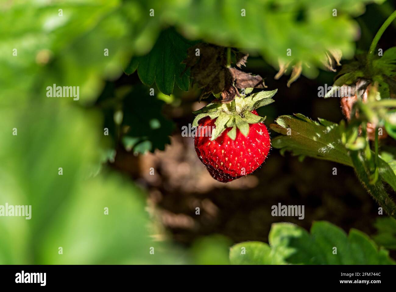 Strawberry on the bush. Ripe red fruit between the leaves lit by the ...