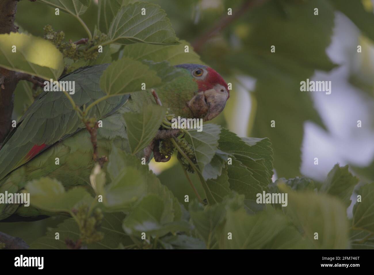 Closeup of red-crowned amazon (Amazona viridigenalis) parrot hidden in ...