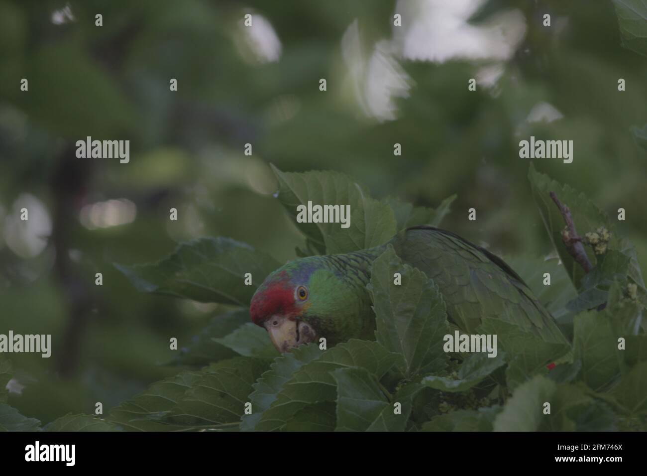 Closeup of red-crowned amazon (Amazona viridigenalis) parrot hidden in ...
