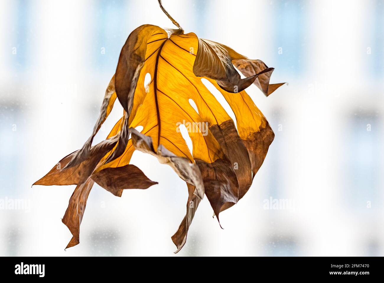 Dry leaf of monstera deliciosa on a blurry light background, exotic ...