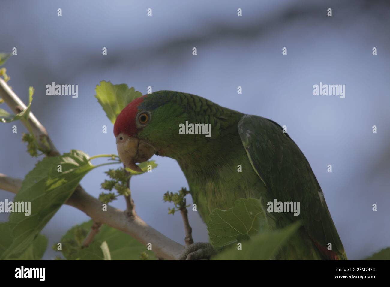 Closeup of red-crowned amazon (Amazona viridigenalis) parrot on the ...