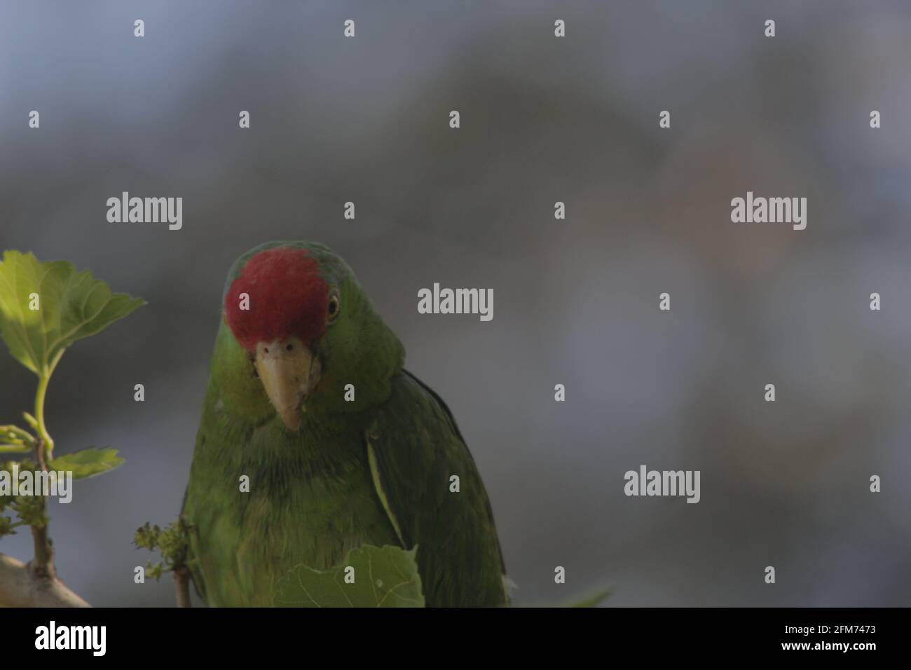 Closeup of red-crowned amazon (Amazona viridigenalis) parrot on the ...