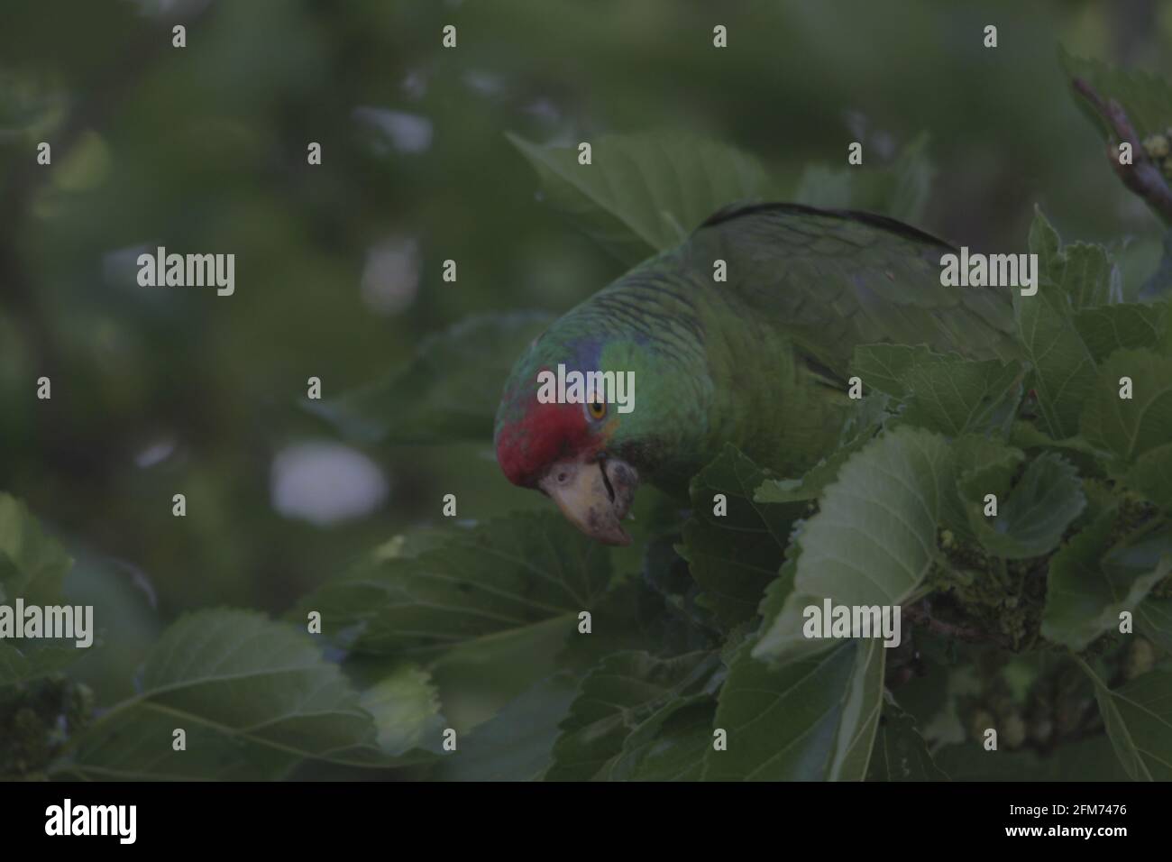 Closeup of red-crowned amazon (Amazona viridigenalis) parrot hidden in ...