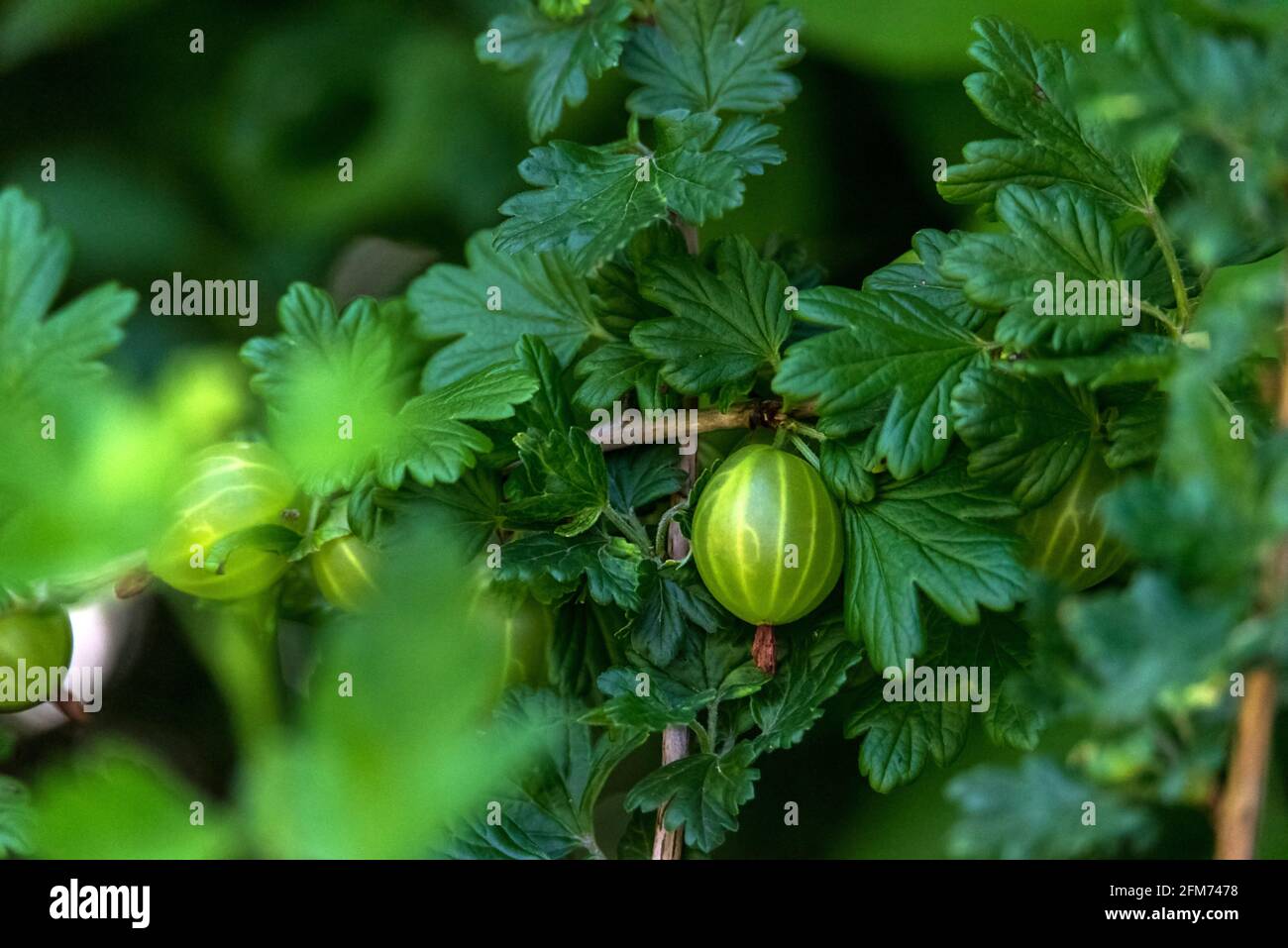 Gooseberry on the bush. Green fruits ripen in the rays of the sun Stock ...