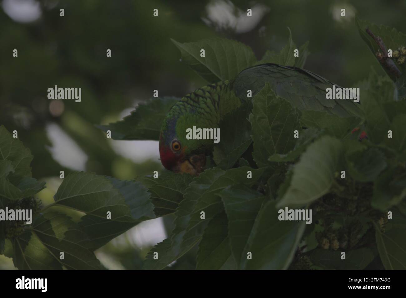 Closeup of red-crowned amazon (Amazona viridigenalis) parrot hidden in ...