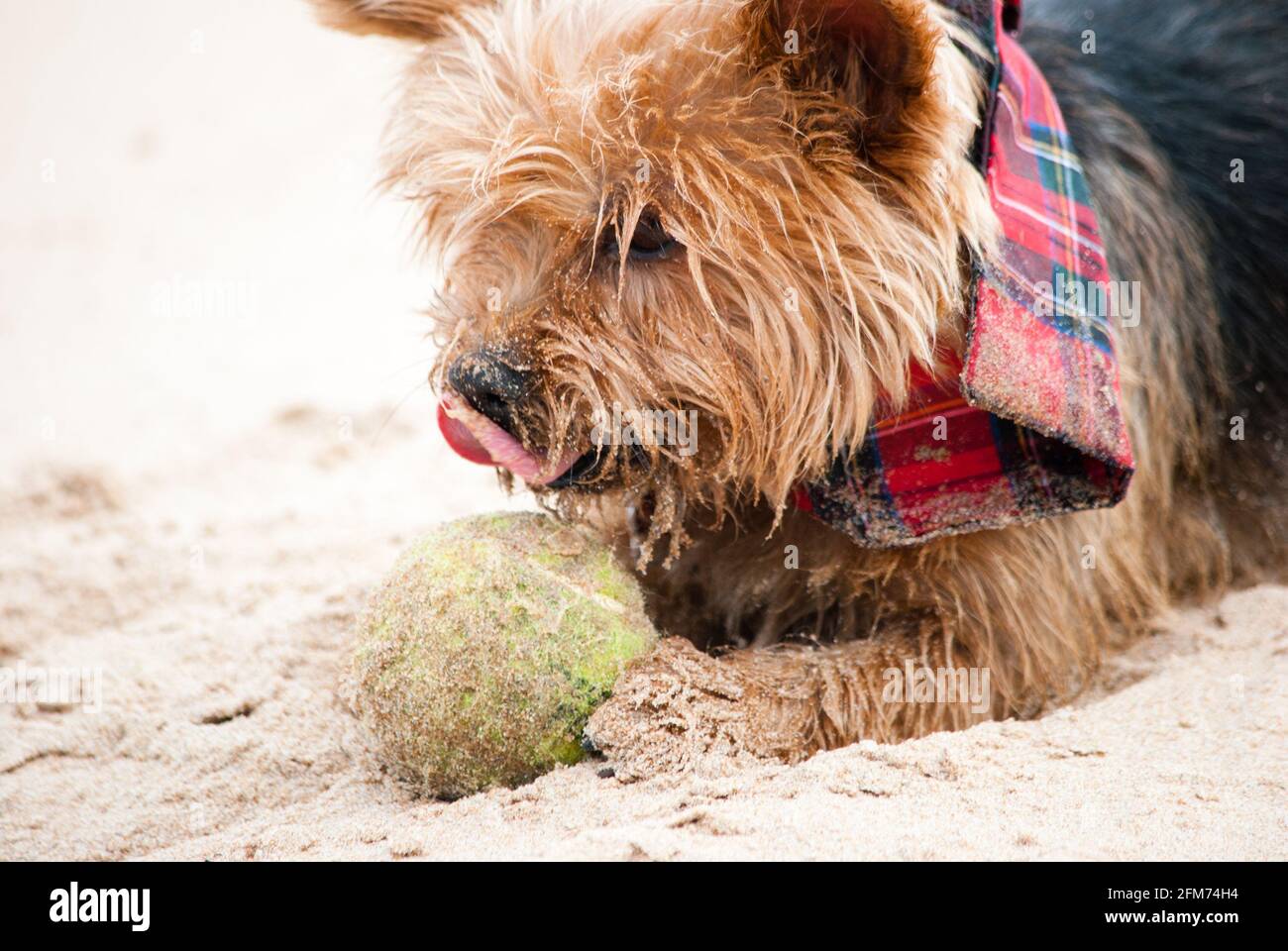 Scottish Yorkie with ball Stock Photo - Alamy