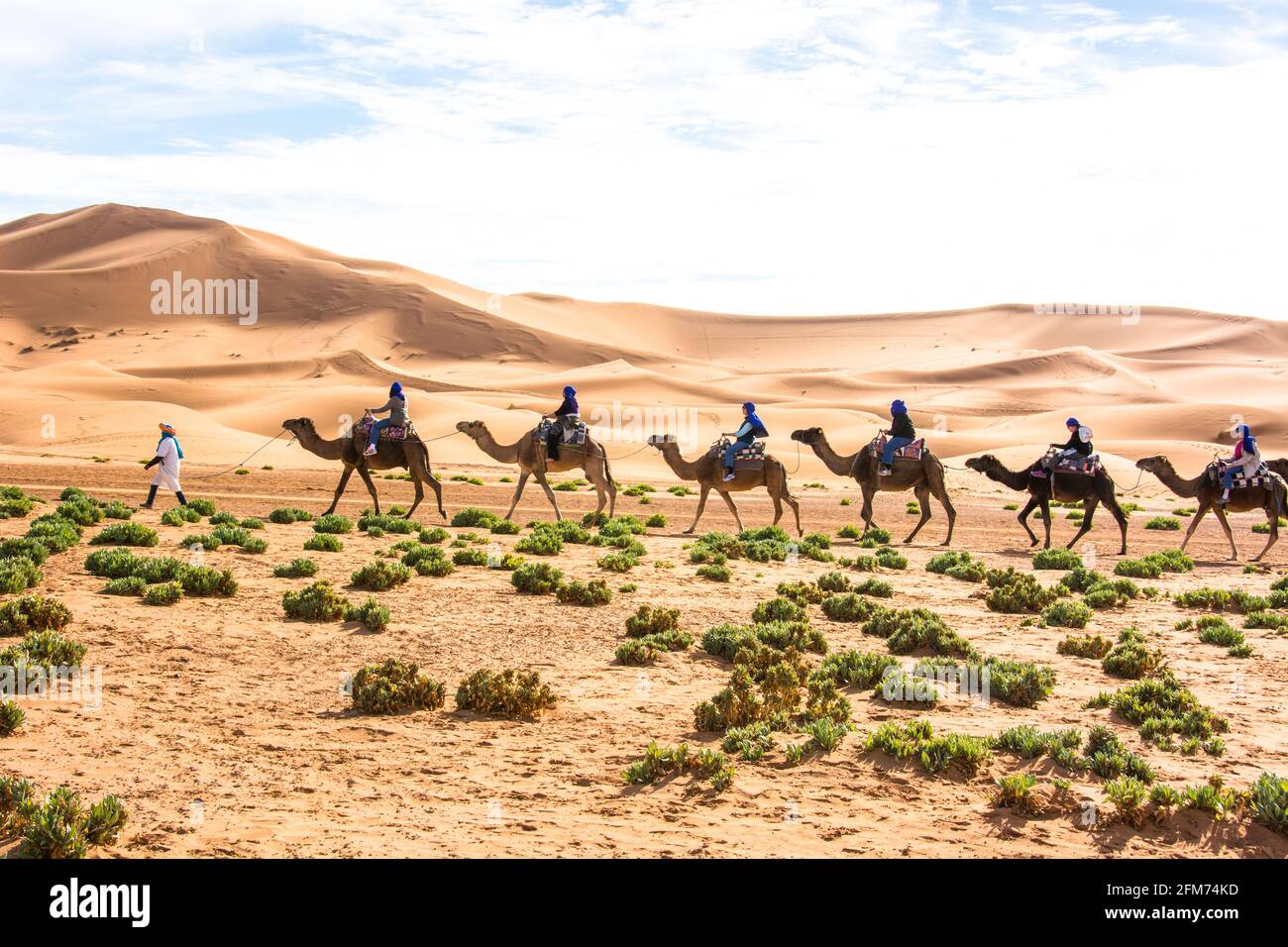 Camel caravan in the Sahara Desert, Morocco Stock Photo - Alamy