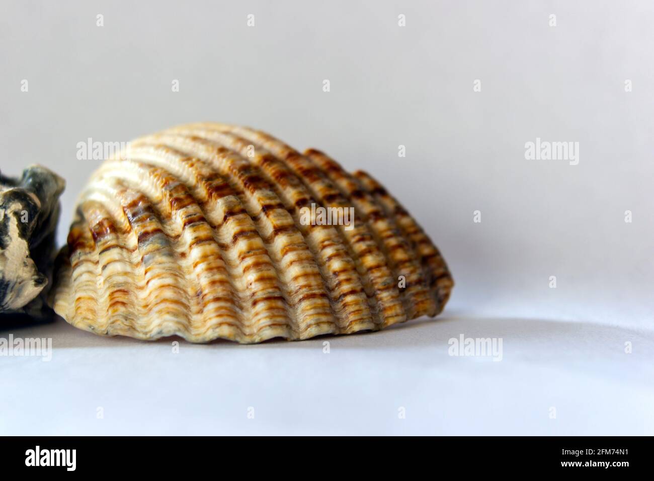 A macro shot of a conch shell with naturally formed pattern on an ...