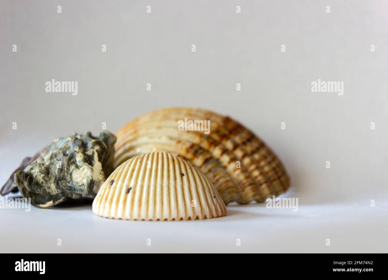 Bunch of conch shell of different shapes with naturally formed pattern ...
