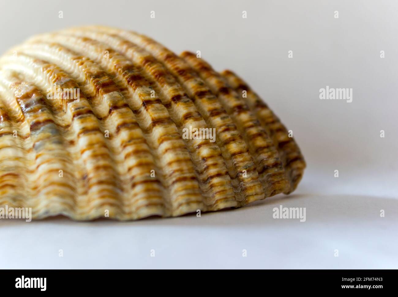 A macro shot of a conch shell with naturally formed pattern on an ...