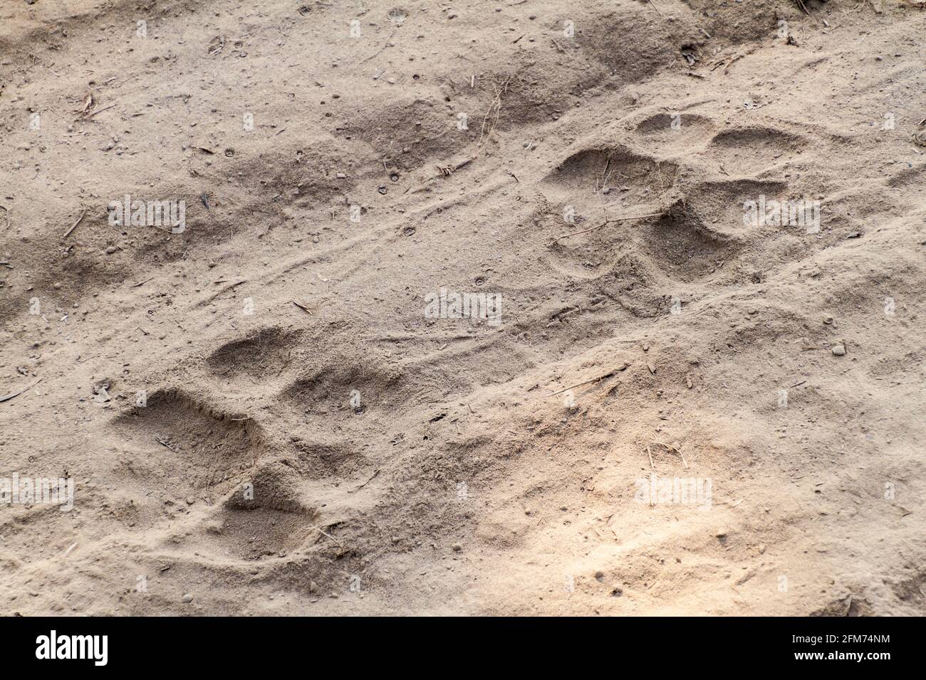 Tiger footprints in Kaziranga National Park, India Stock Photo - Alamy