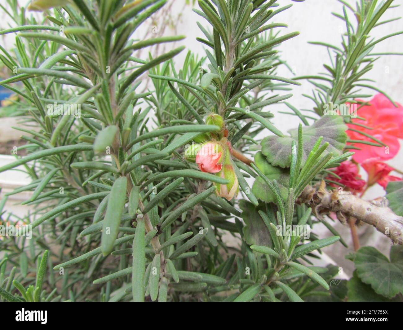 Closeup shot of daphnes plant with green leaves and flowe Stock Photo ...