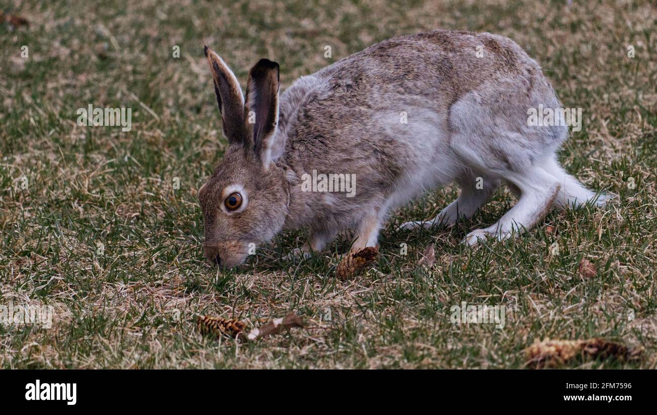 Jack the jackrabbit hi-res stock photography and images - Alamy