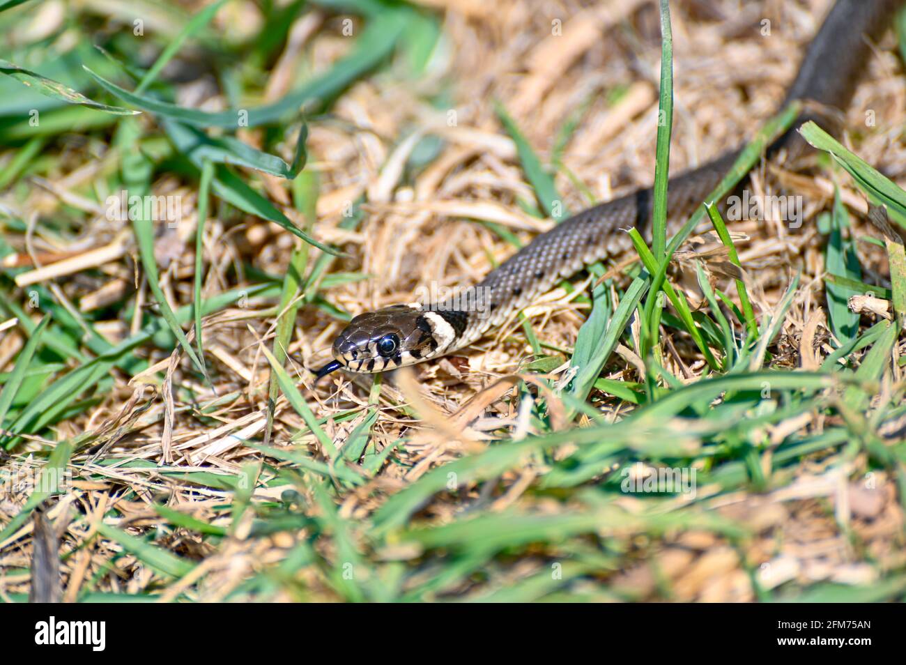 small grass snake a sunny warm day in may Stock Photo - Alamy