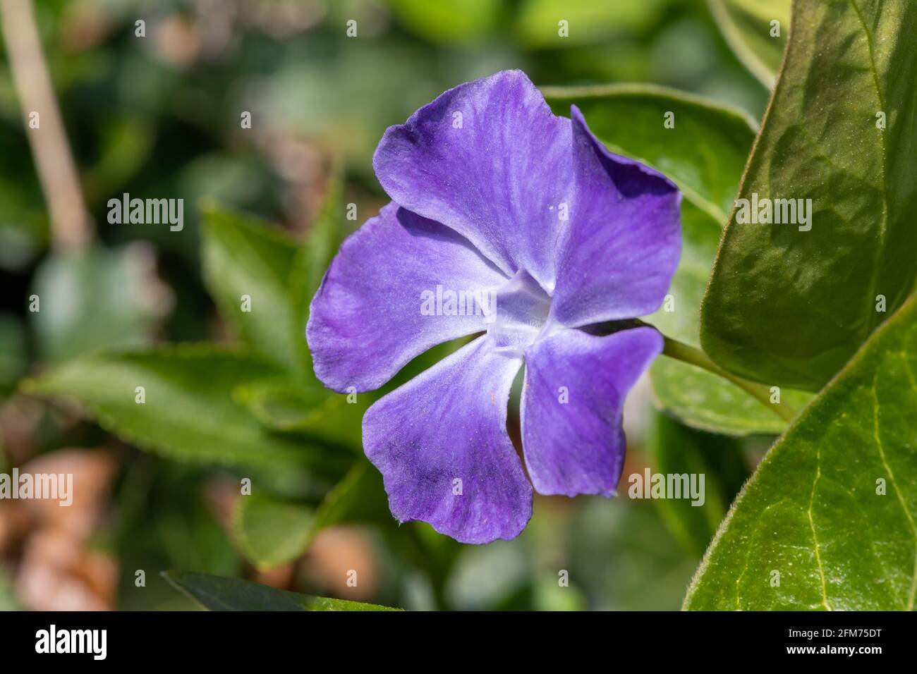 Close up of a greater periwinkle (vinca major) flower in bloom Stock ...