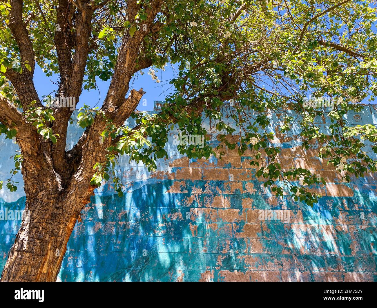colorful bright green tree in front of an old vintage fading alley park ...