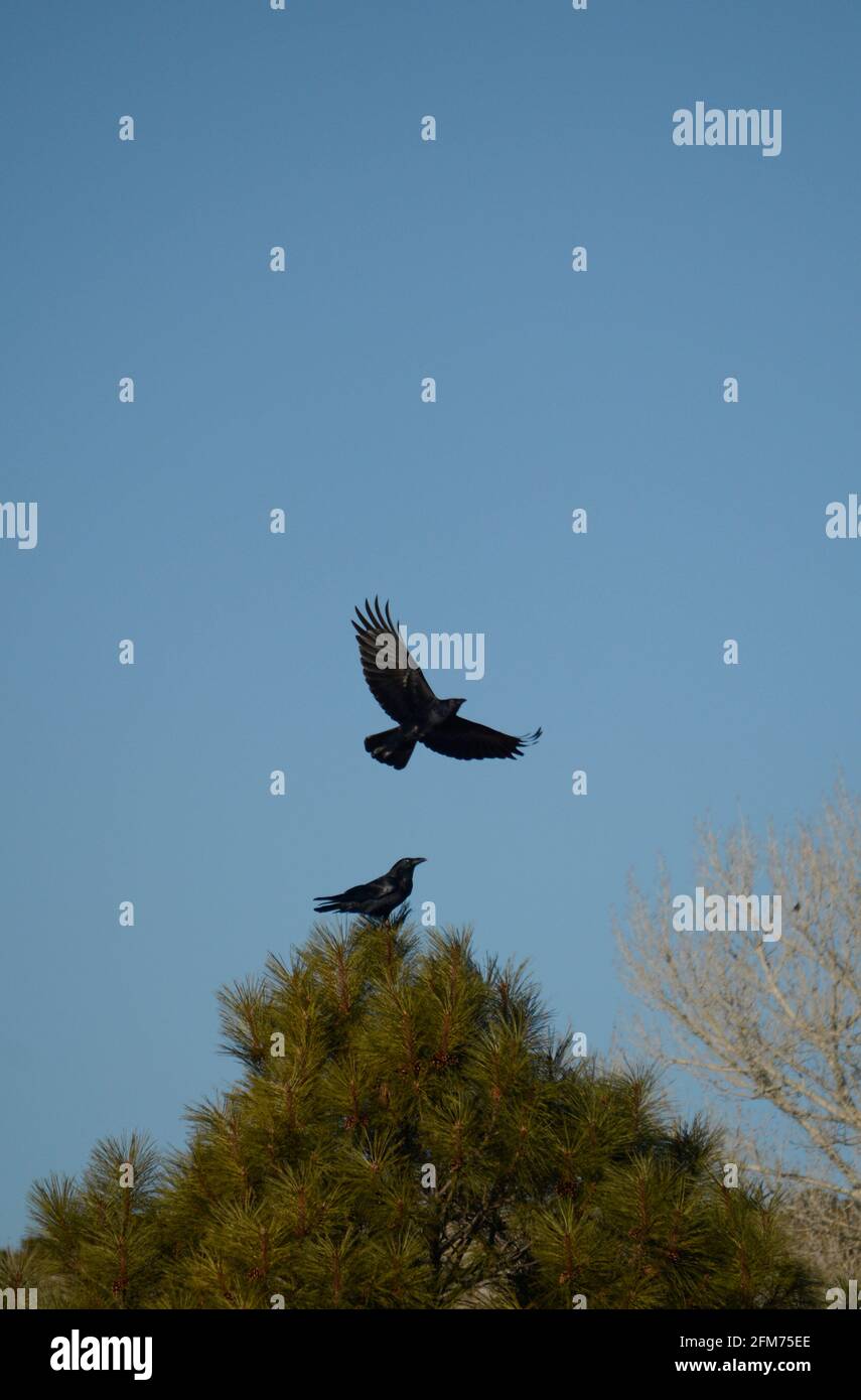 Ravens flying and landing hi-res stock photography and images - Alamy