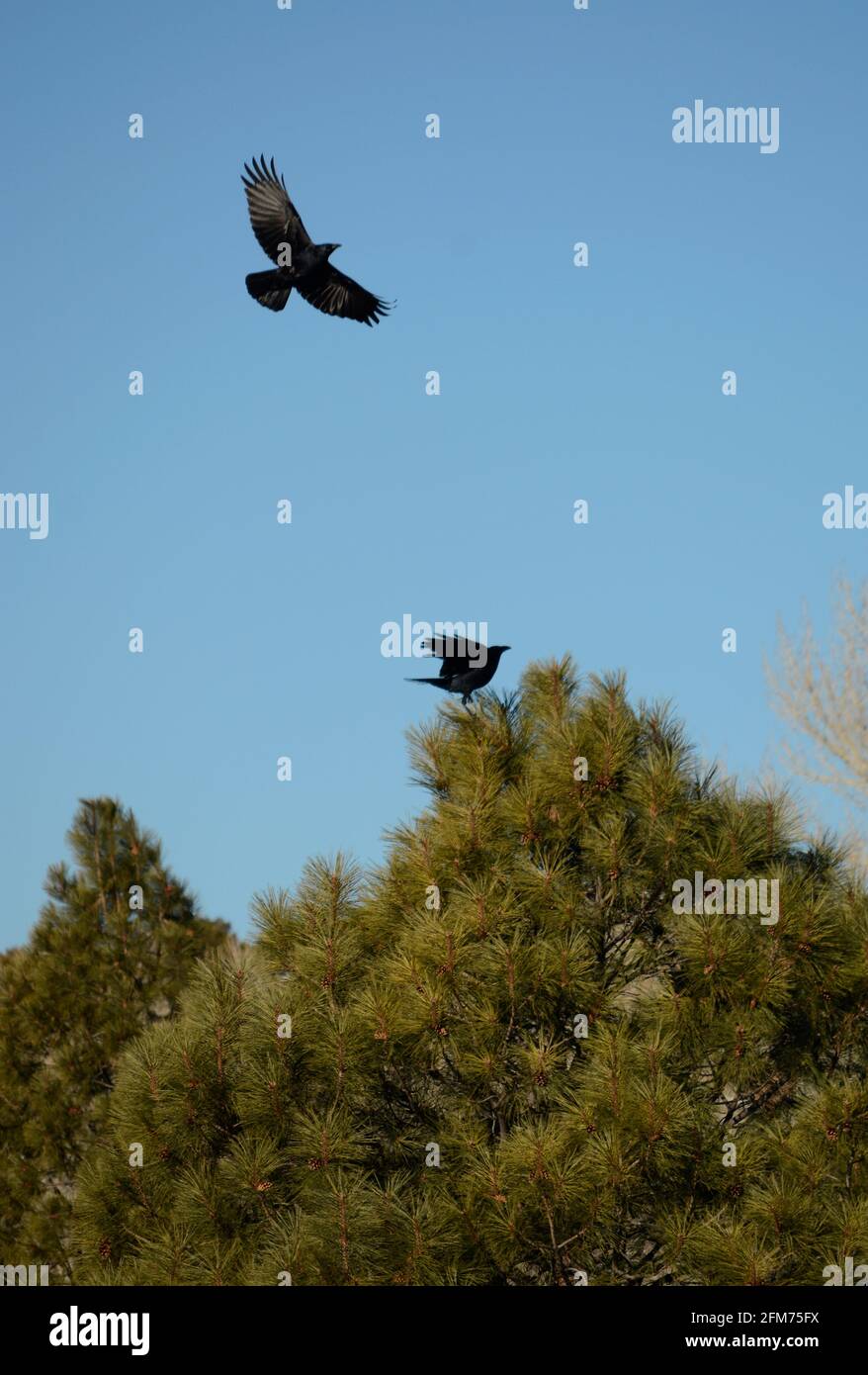 Two ravens pine tree hi-res stock photography and images - Alamy