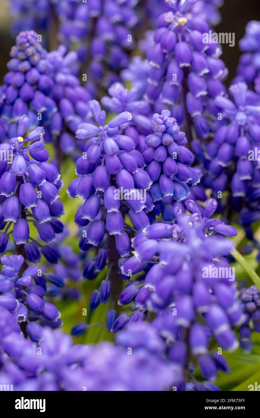 Grape Hyacinth flowers Stock Photo - Alamy