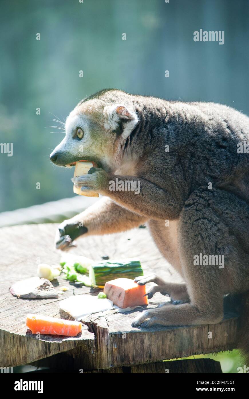Feedining lemur hi-res stock photography and images - Alamy