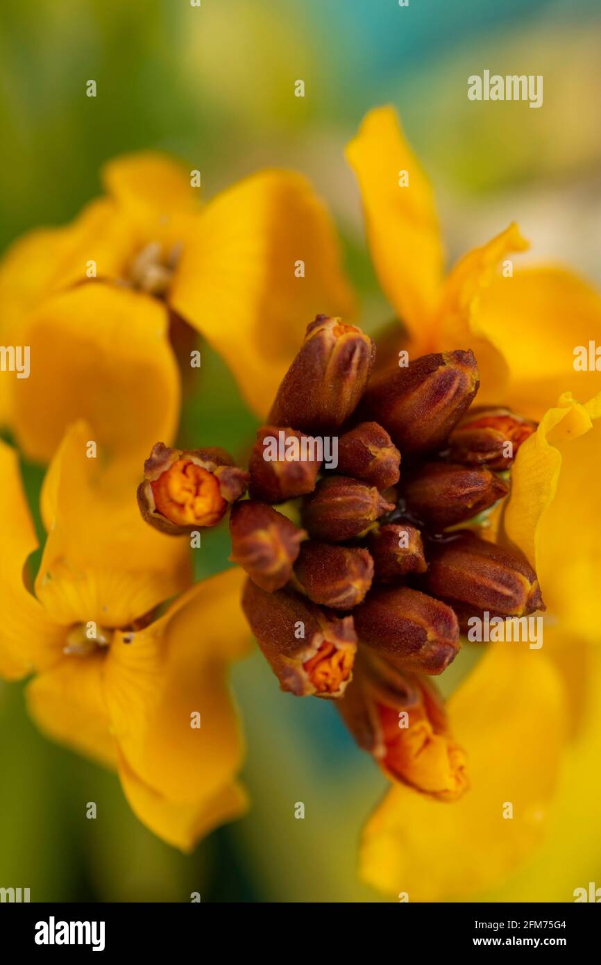 Very close-up wallflower, Erysimum, flower and flower buds Stock Photo ...