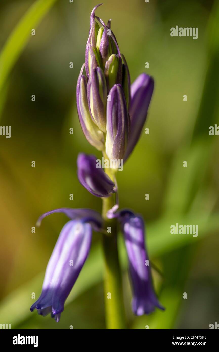 Close-up English Bluebell flowers in spring Stock Photo - Alamy