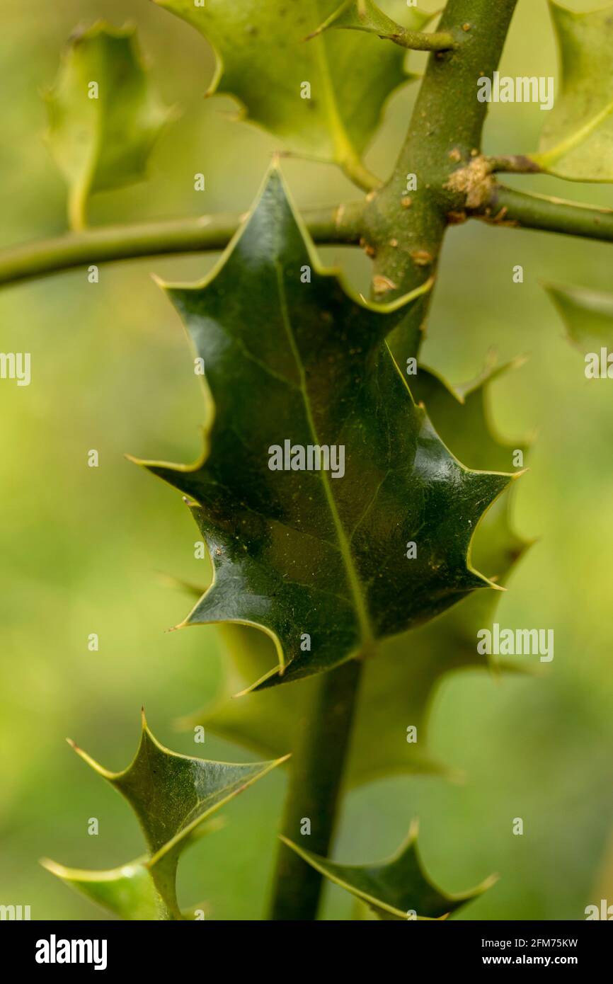 Holly leaves with single berry hi-res stock photography and images - Alamy