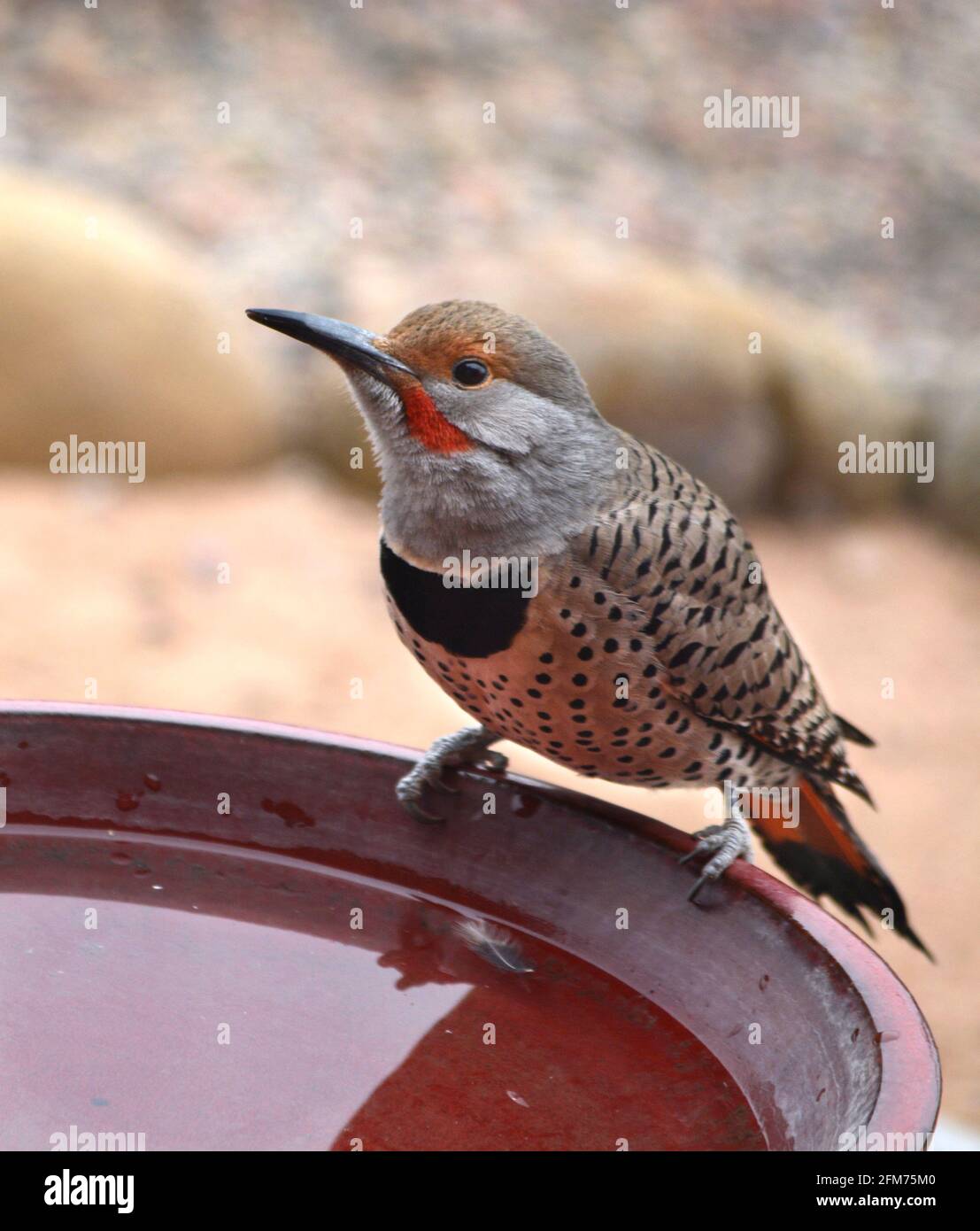 A red-shafted northern flicker drinks from a backyard birdbath in Santa ...