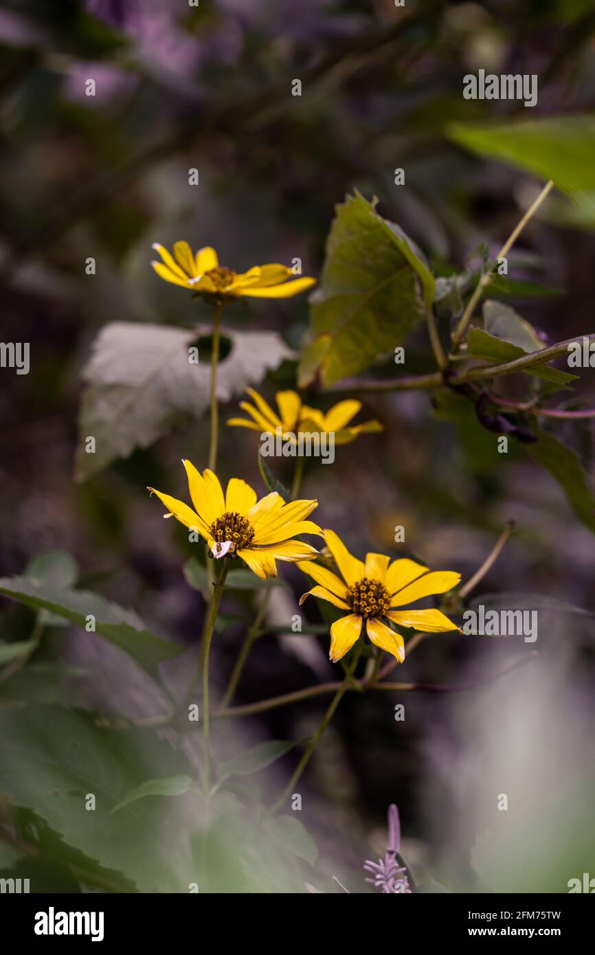 Beautiful Showy goldeneye (Heliomeris multiflora) flowers Stock Photo ...