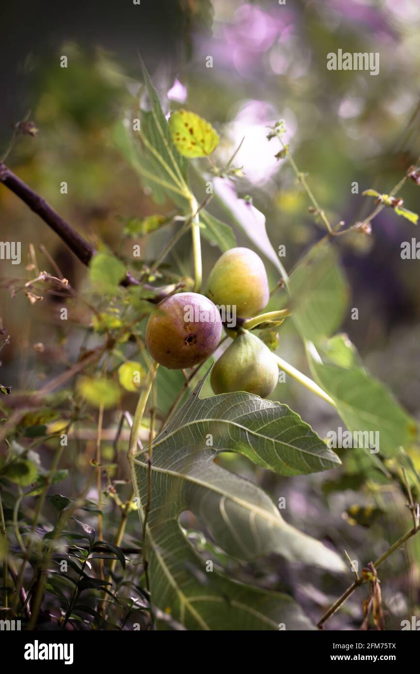 Bending branch hi-res stock photography and images - Alamy