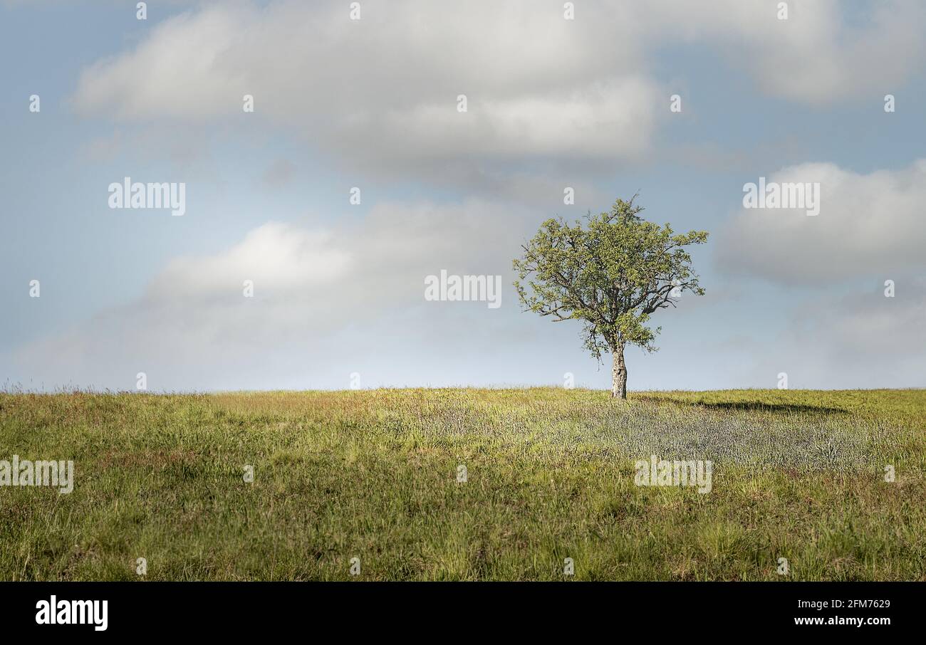 Eerie scenery of a single tree in the field under heavy clouds Stock ...