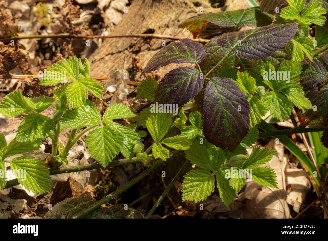 Fresh leaves still-life heralding new life in spring Stock Photo - Alamy