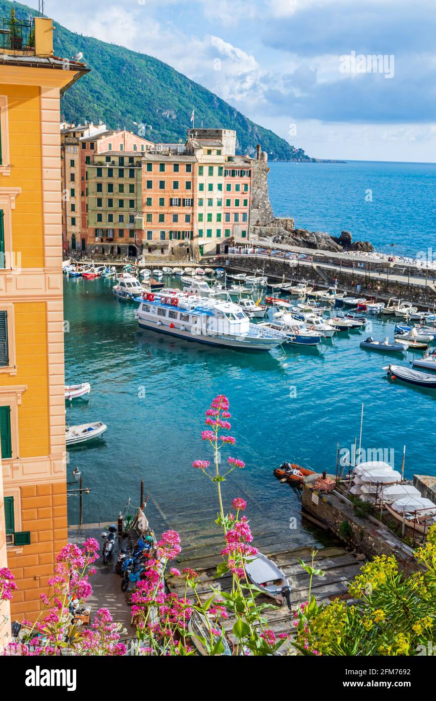 The colorful houses of the marine village of Camogli on the italian ...