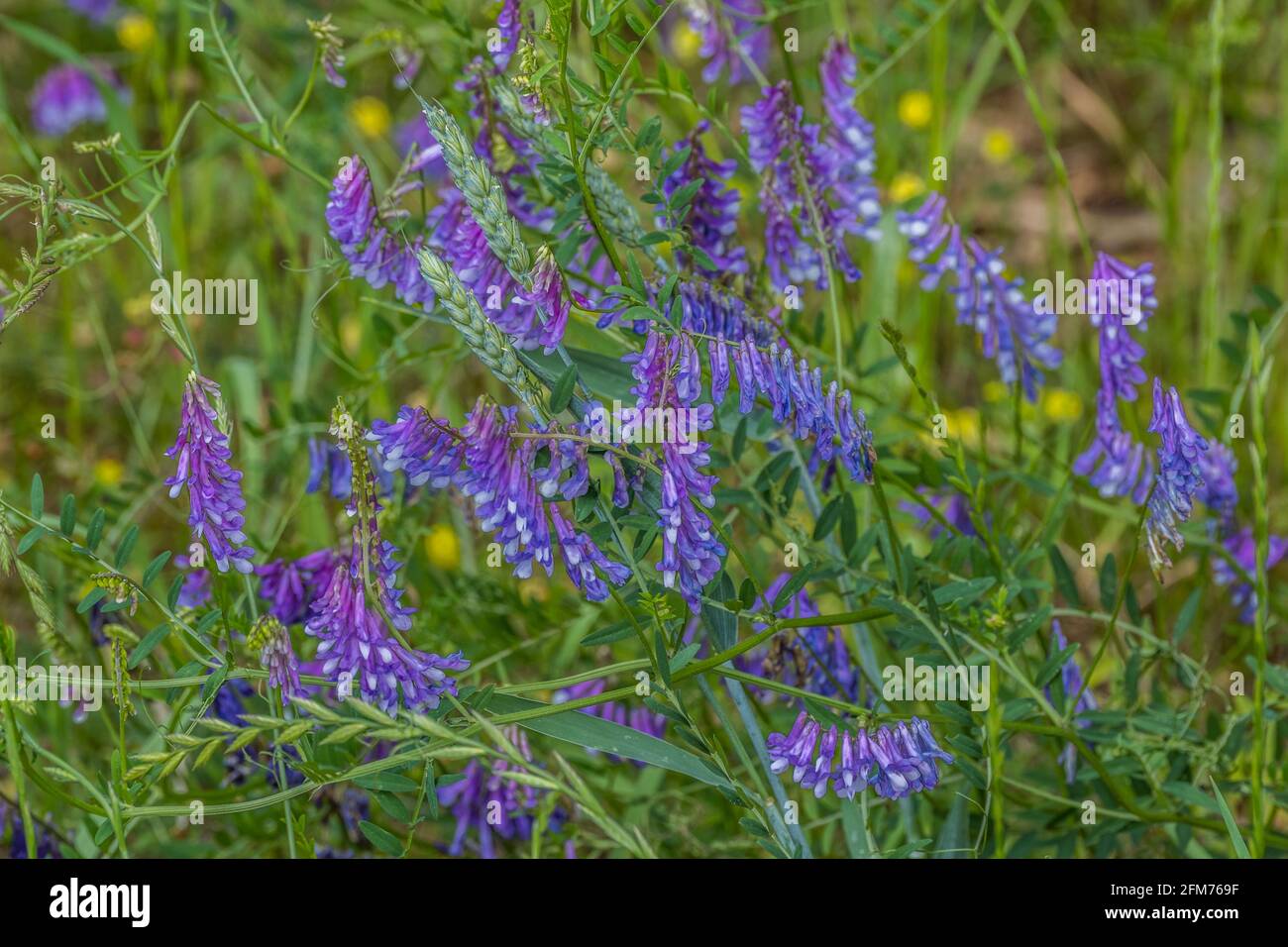Cow vetch is a vine climbing wildflower plant that grows everywhere ...
