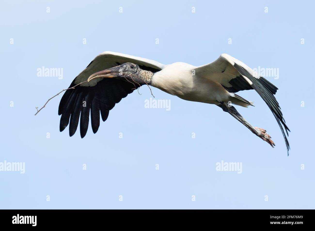 Stork farm stork bird hi-res stock photography and images - Alamy