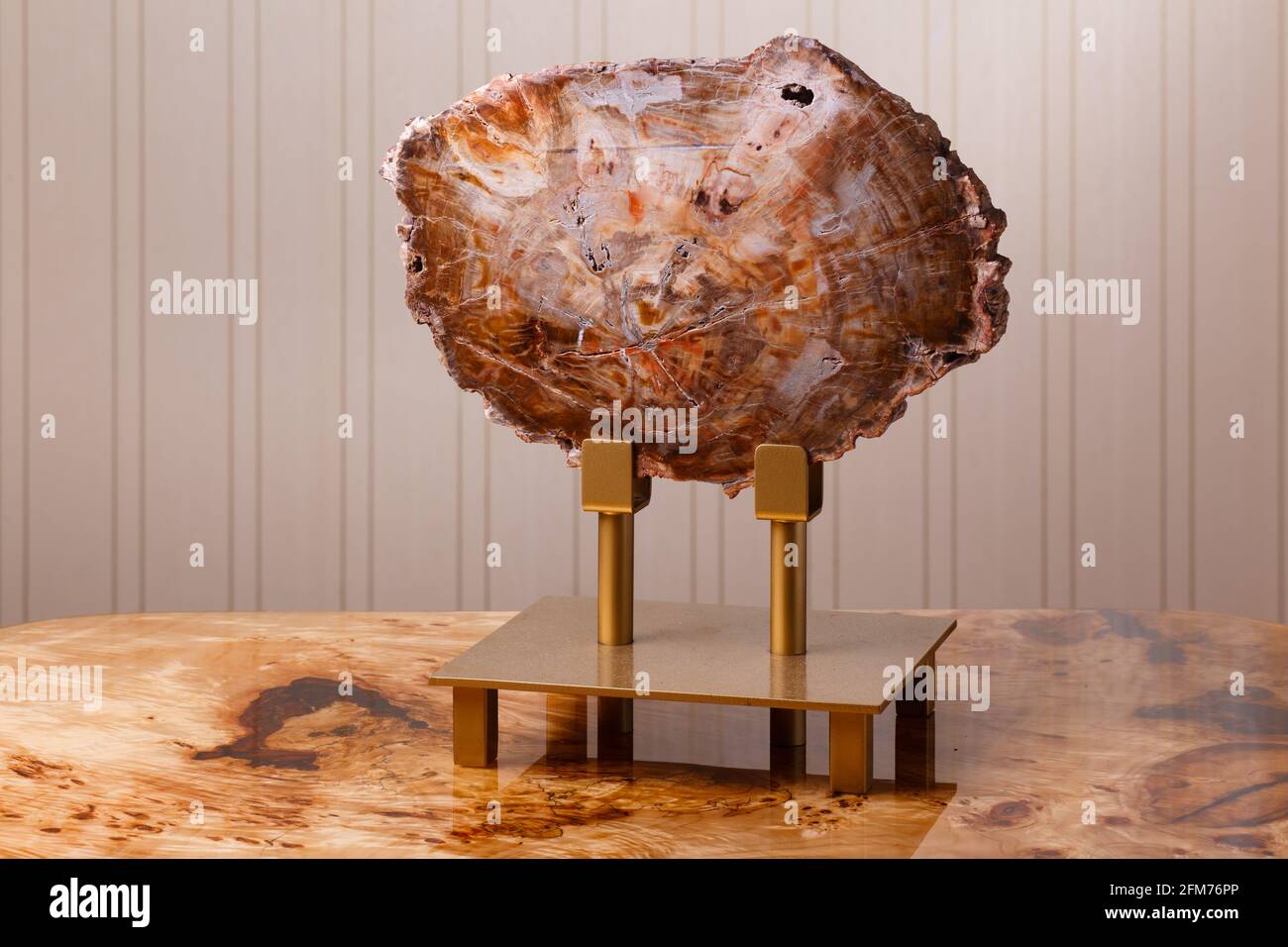 A section of ancient petrified wood, polished and impregnated with ...