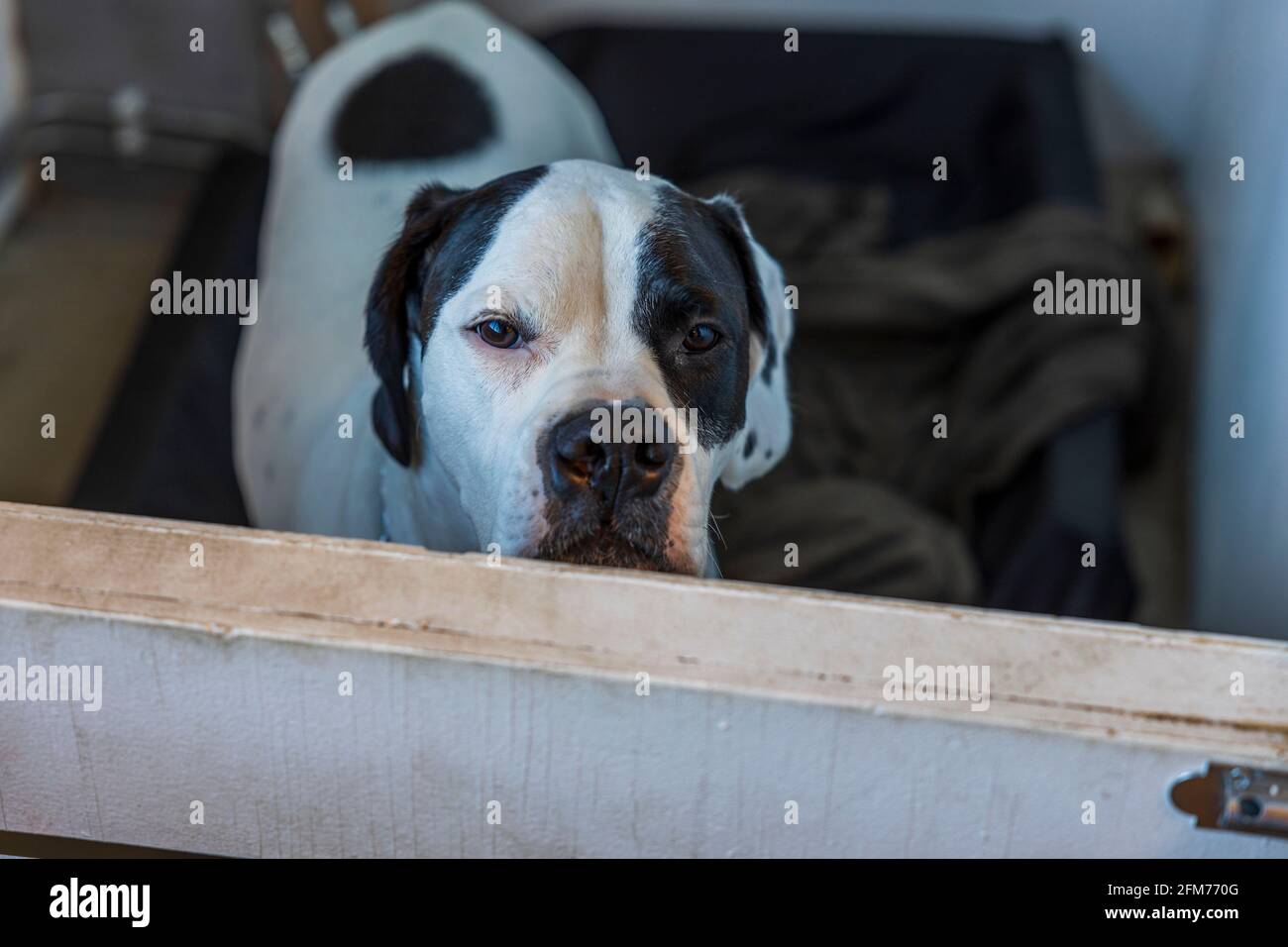 Close up view adorable boxer hi-res stock photography and images - Alamy