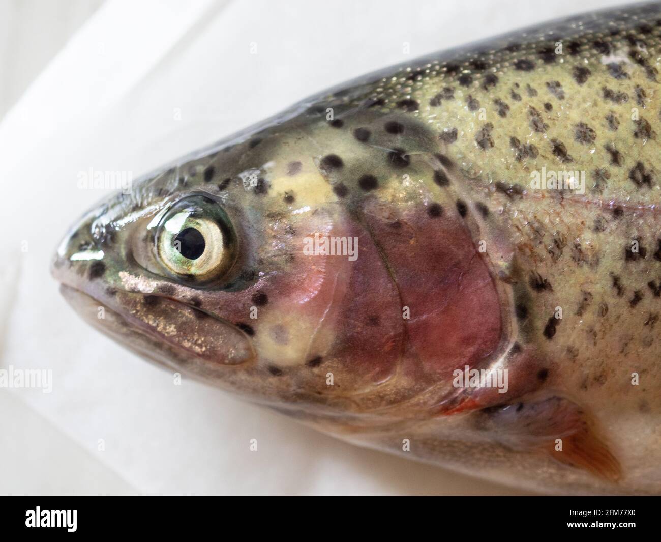 Fresh pink salmon head hi-res stock photography and images - Alamy