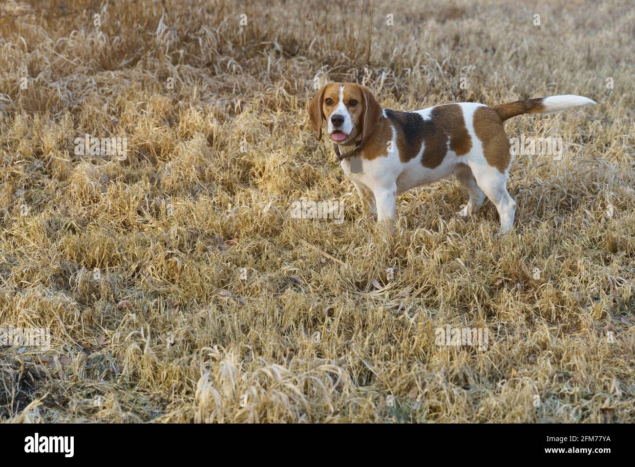 Beagle dog tree color outdoor in grass Stock Photo - Alamy