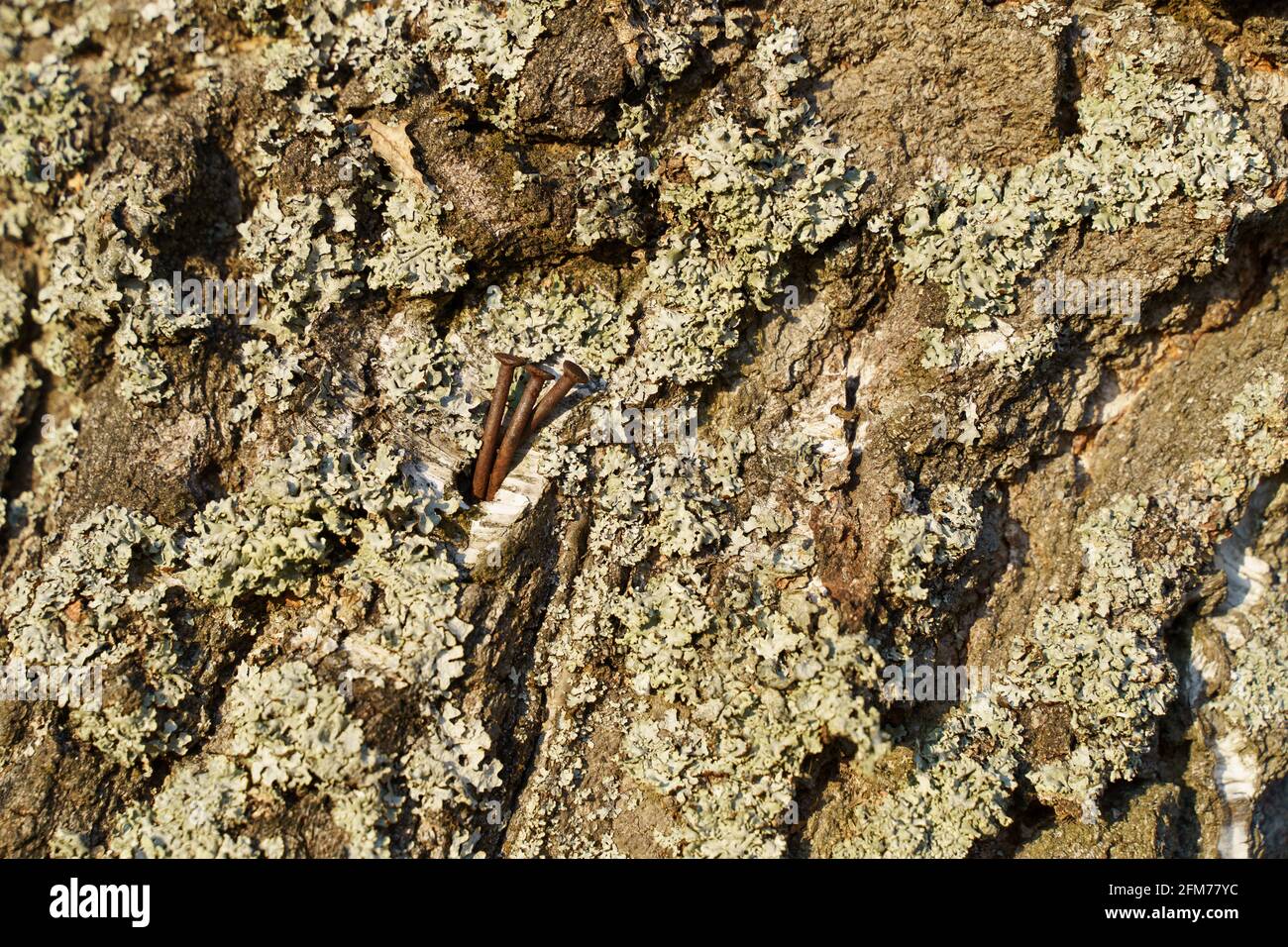 the bark of the birch with moss and nails in it Stock Photo - Alamy