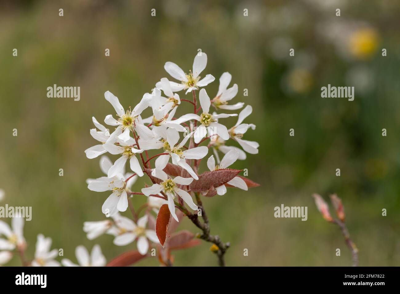 Close up of smooth serviceberry (amelanchier laevis) flowers in bloom ...