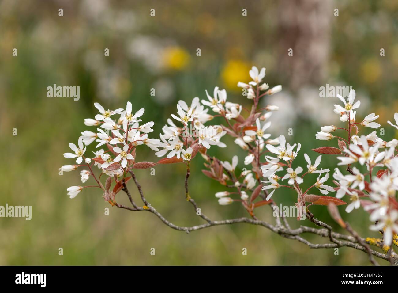 Close up of smooth serviceberry (amelanchier laevis) flowers in bloom ...