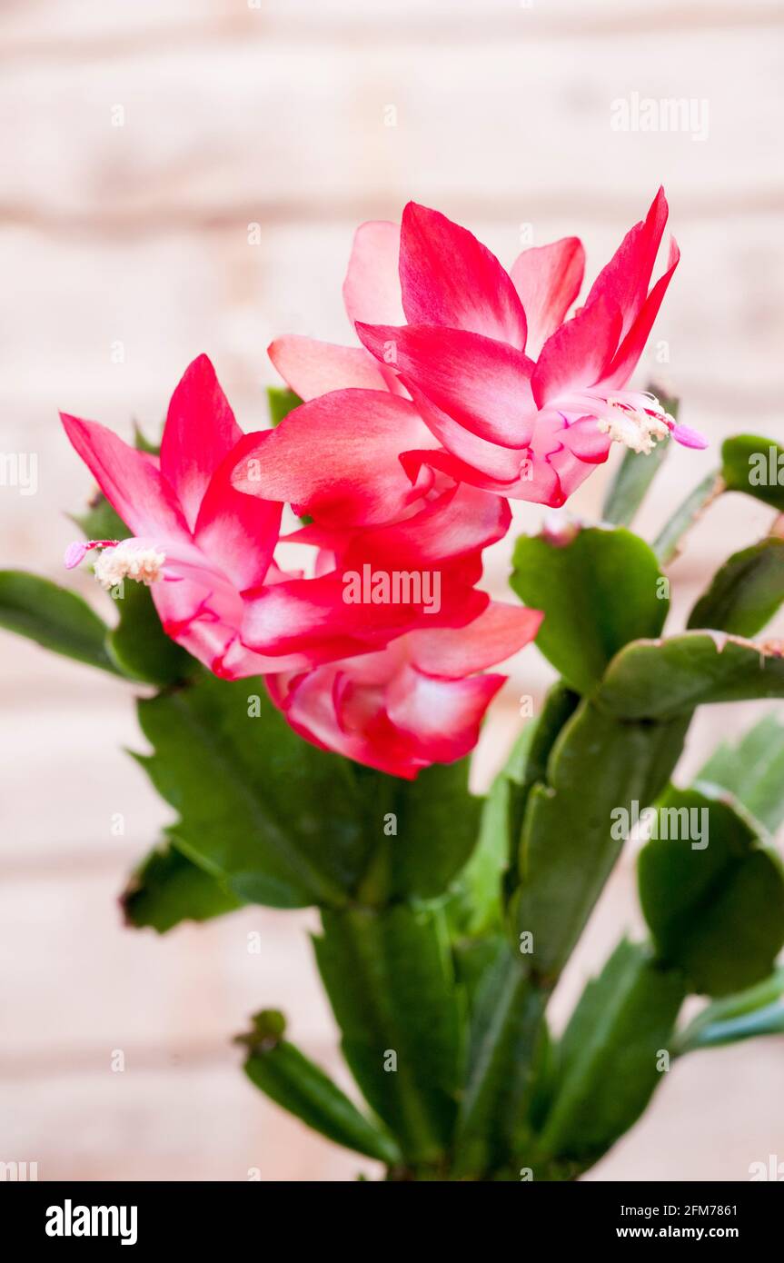 Red crab with house hi-res stock photography and images - Alamy