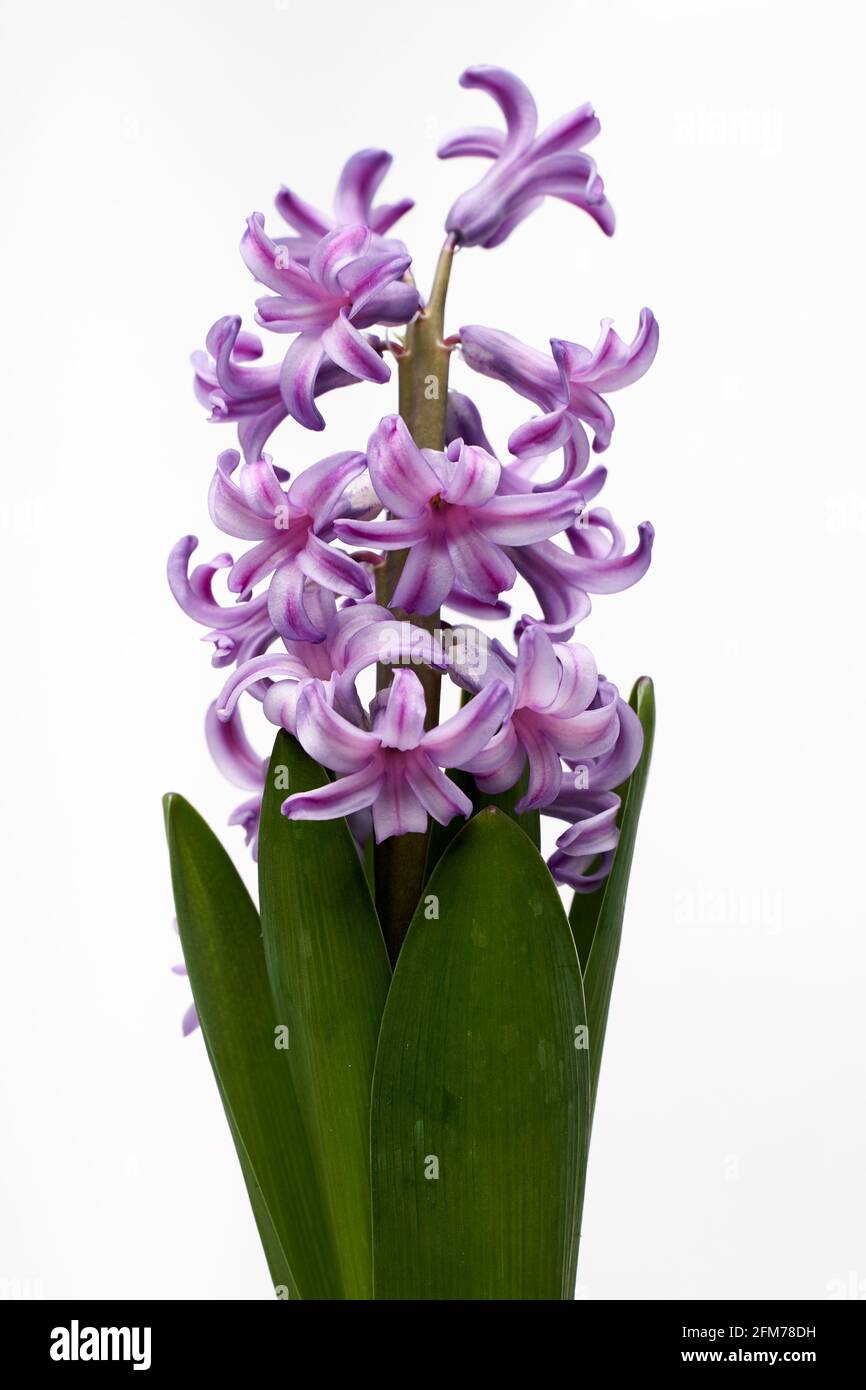 hyacinth on white background isolated Stock Photo - Alamy