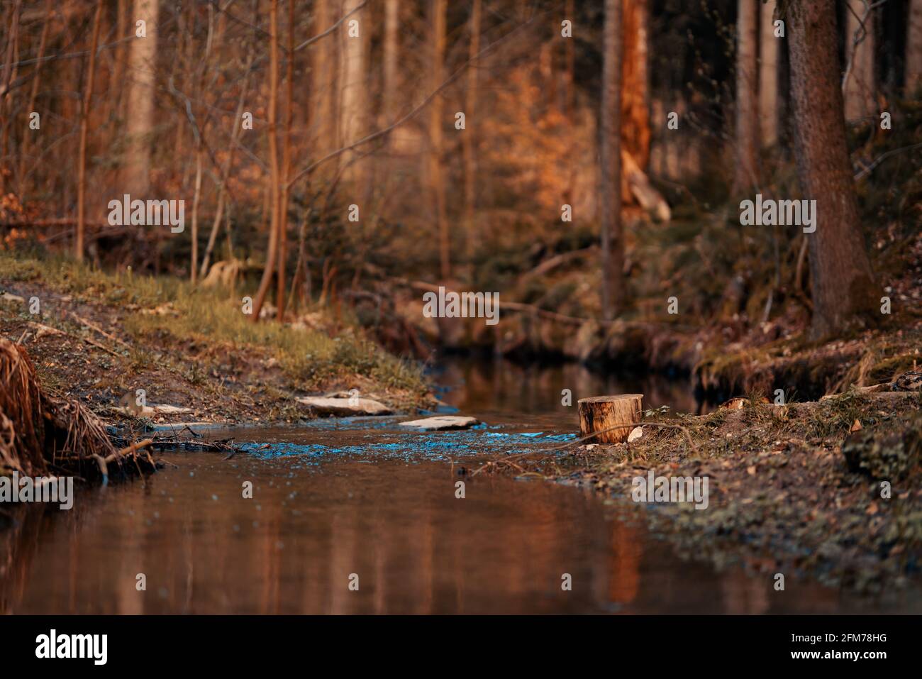 River going through a bright golden forest during sunset with ...