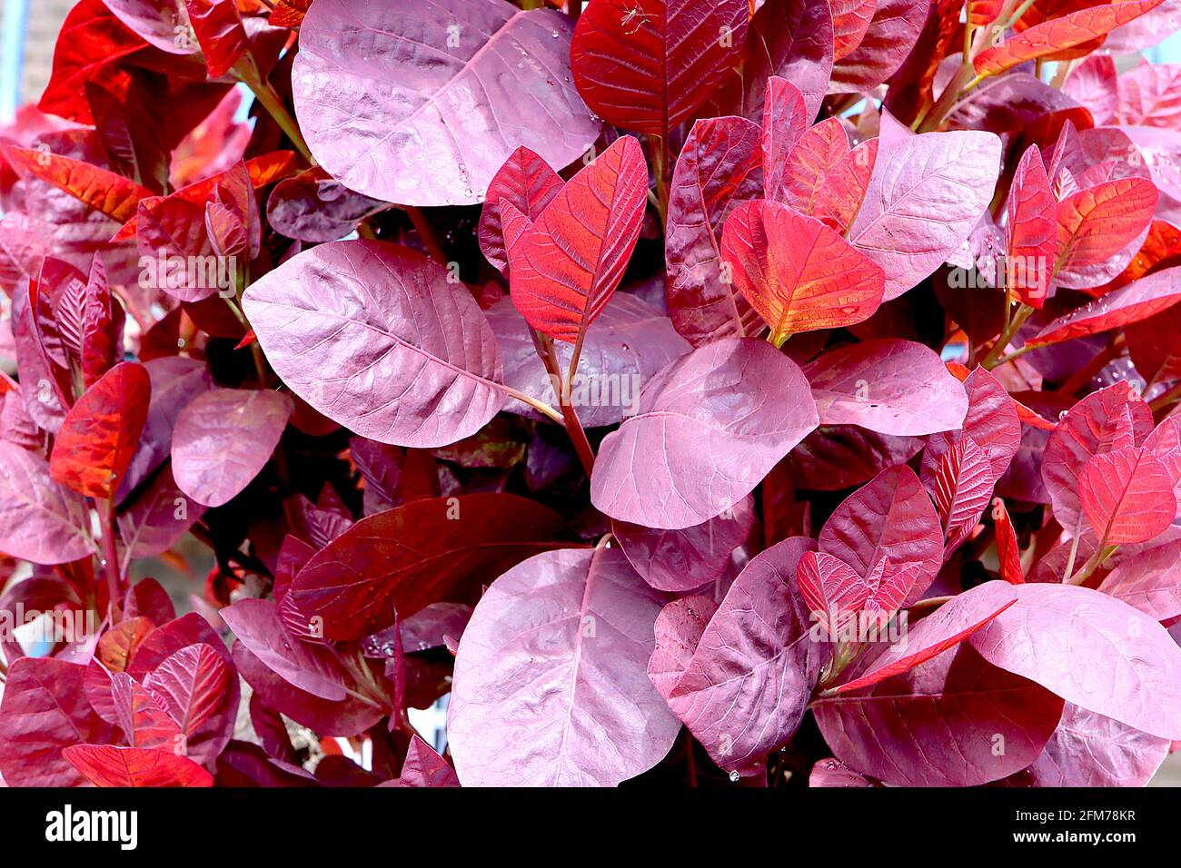 Smoke tree hi-res stock photography and images - Alamy